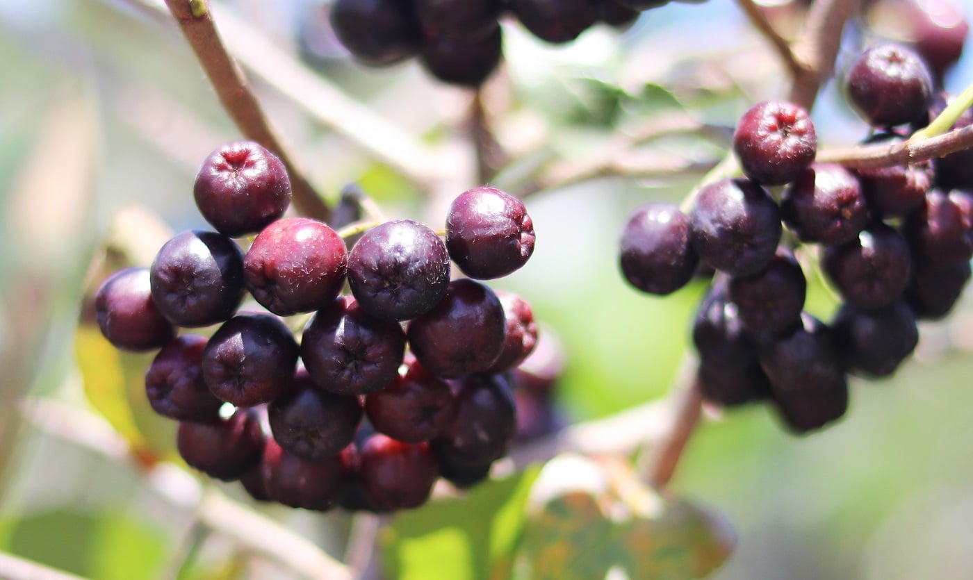 13 fructe exotice super interesante! - Restograf