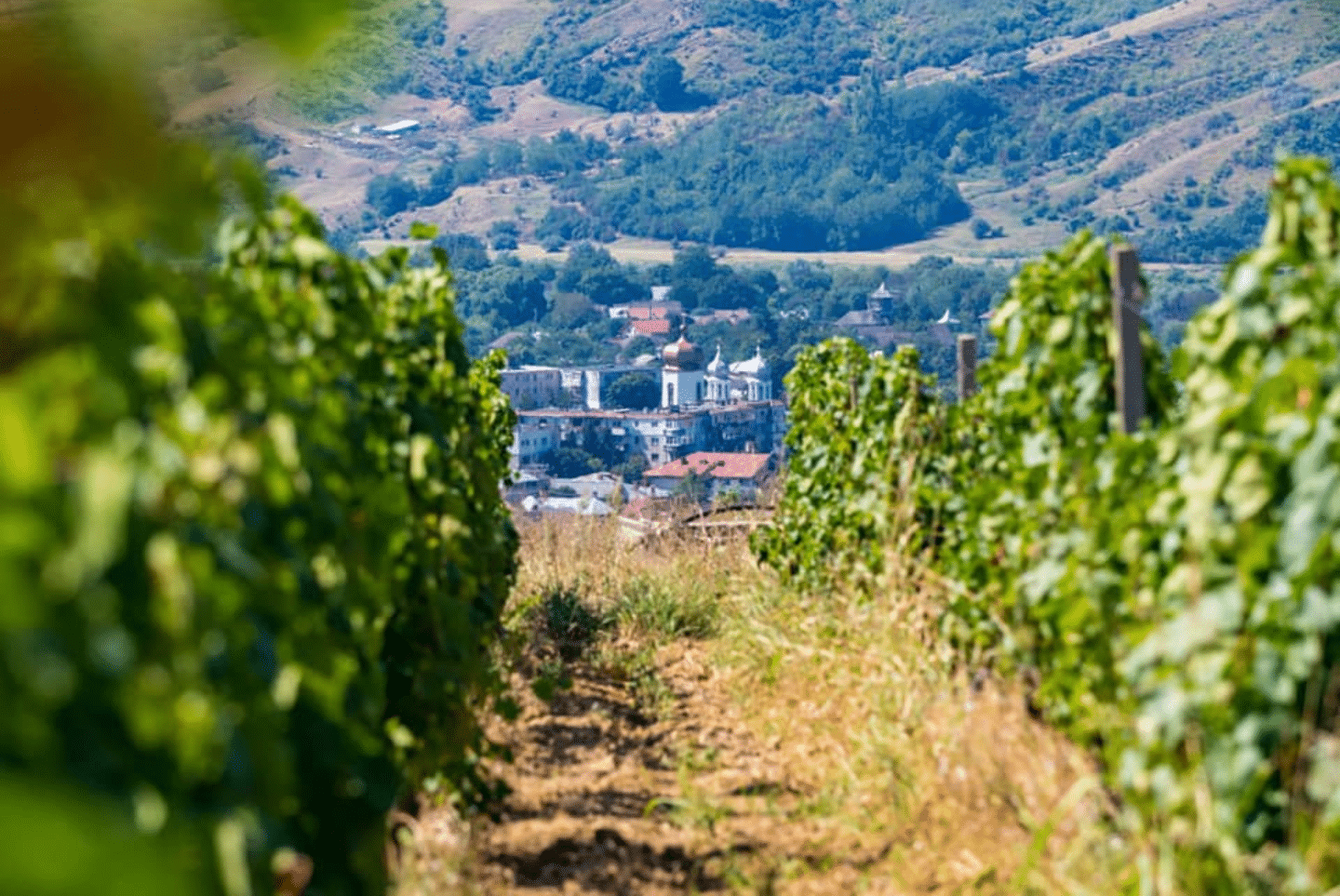 Cele mai cool crame de pe Drumul Vinului, care organizează degustări ...