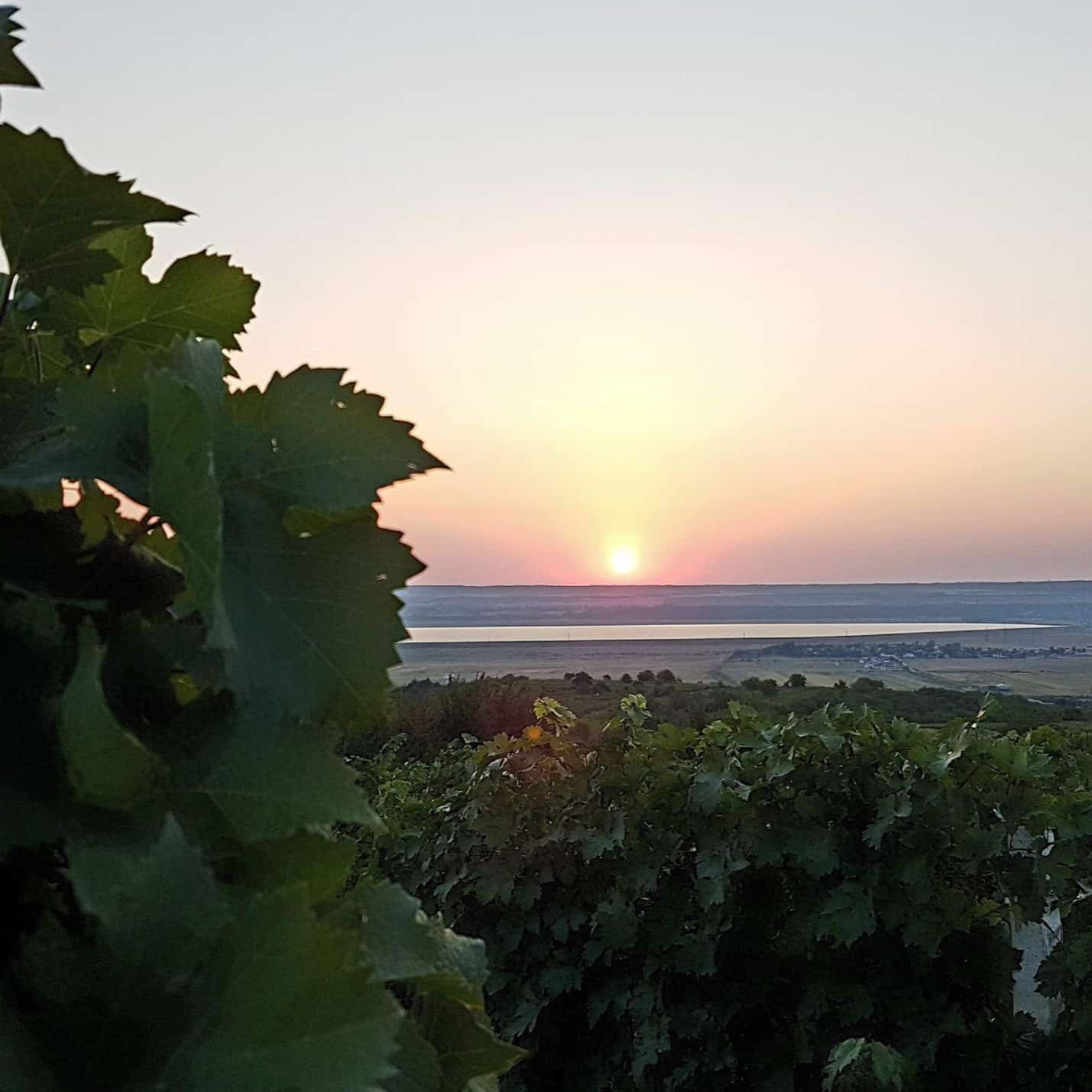 Cele mai frumoase crame din România care organizează degustări de vin ...