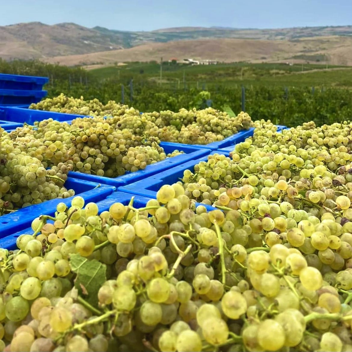 Cele mai frumoase crame din România care organizează degustări de vin ...